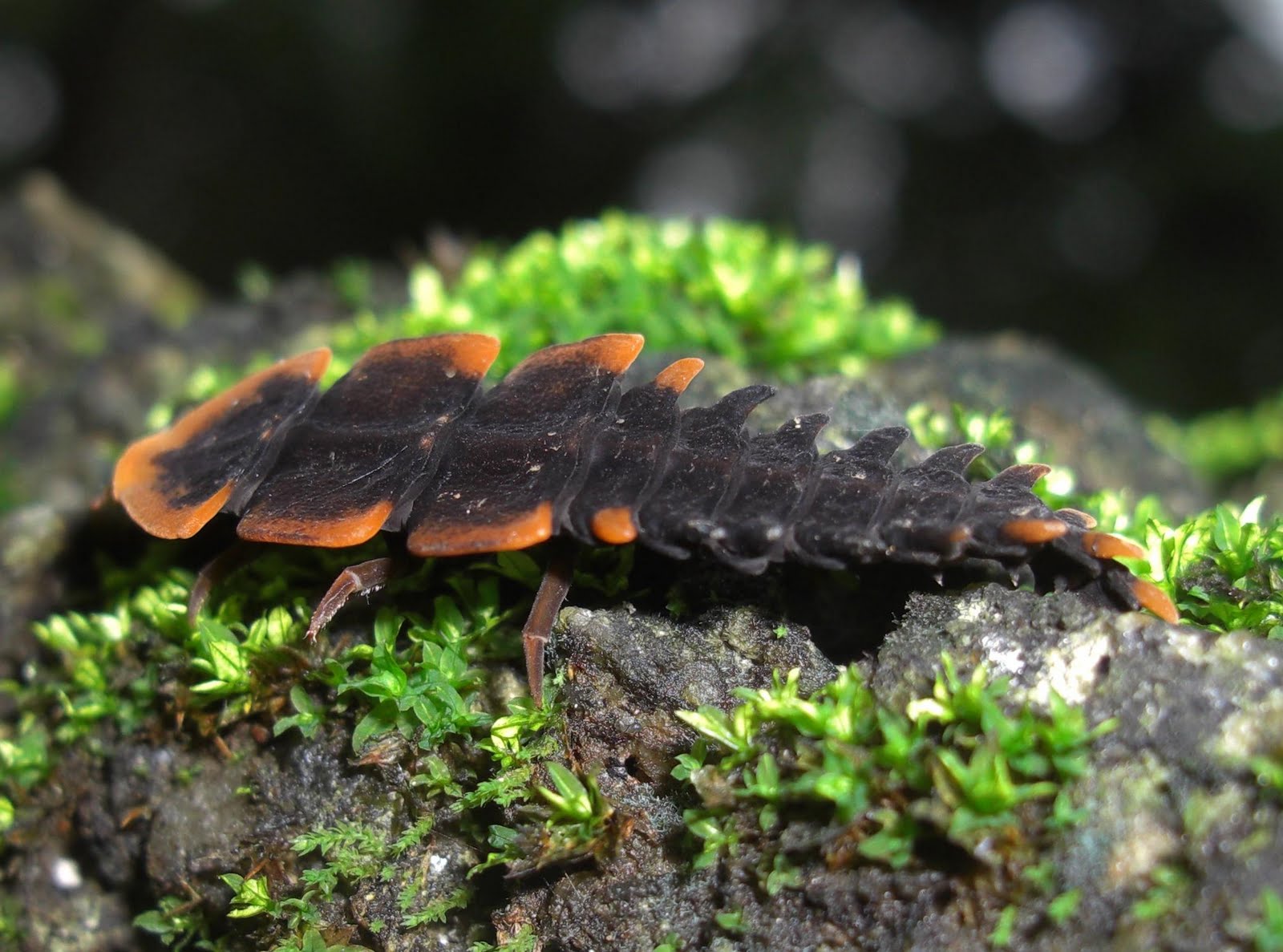 Photography & Me: The Last Trilobite Beetle