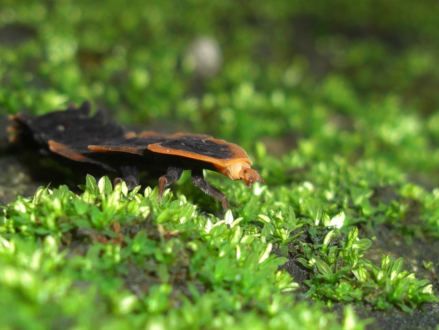 Photography & Me: The Last Trilobite Beetle