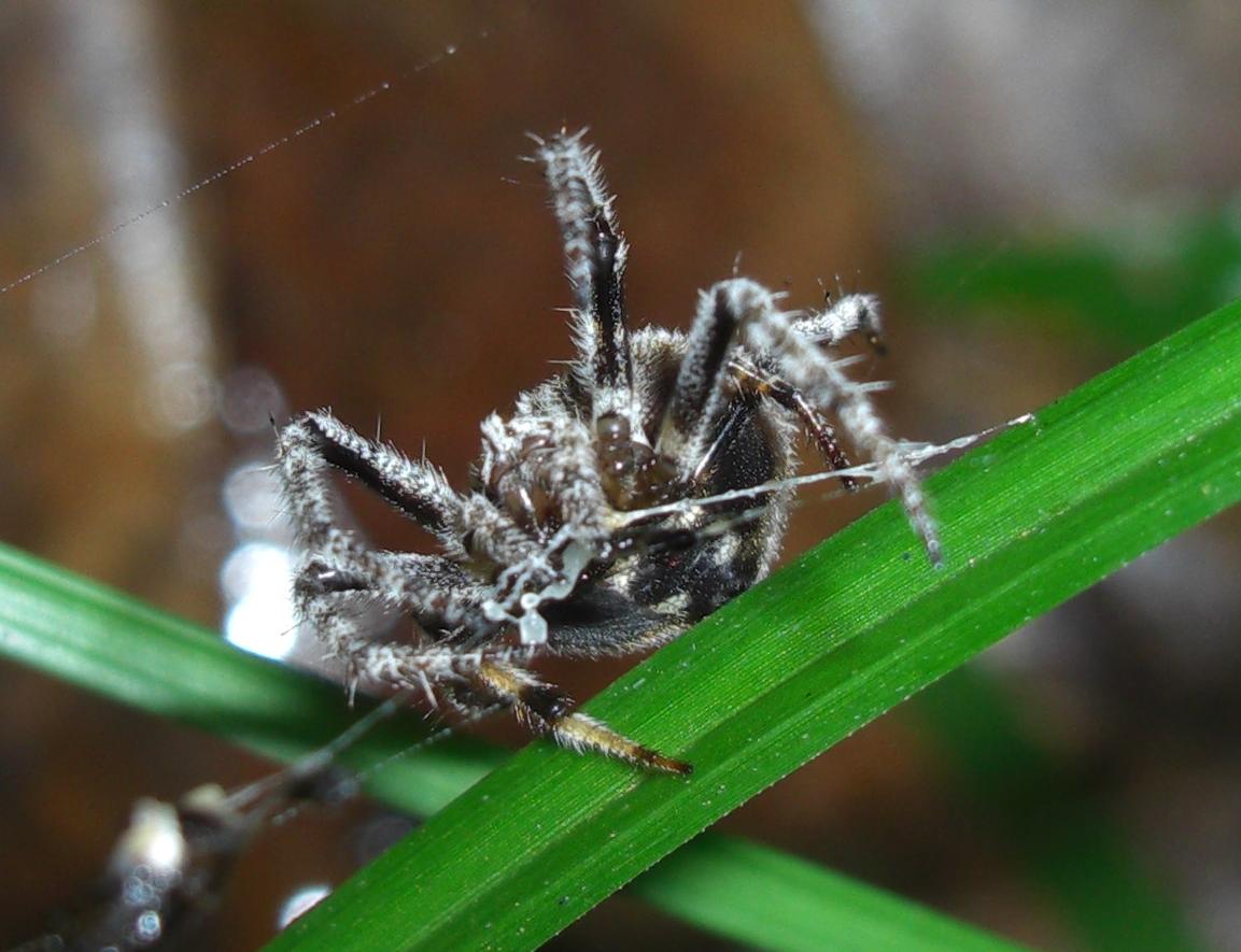 Photography & Me: Hairy Spider
