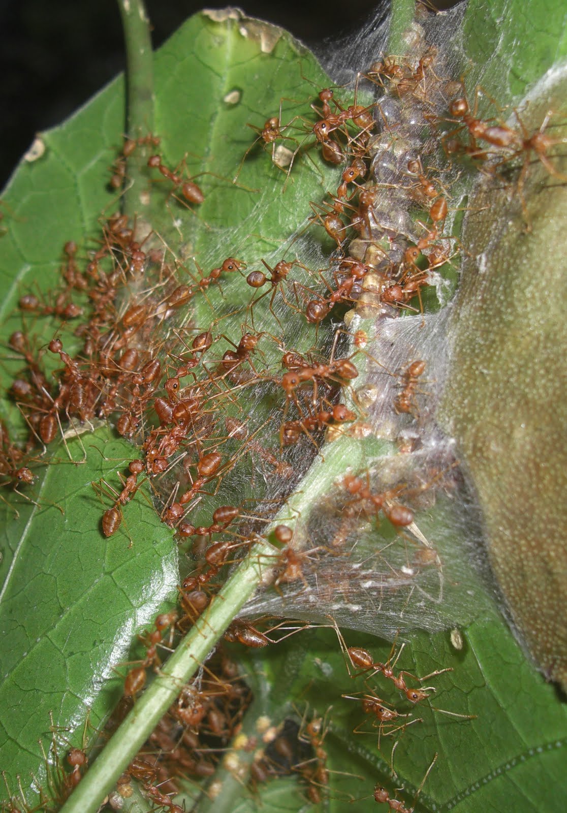 Photography & Me: Weaver Ants and the Mimic
