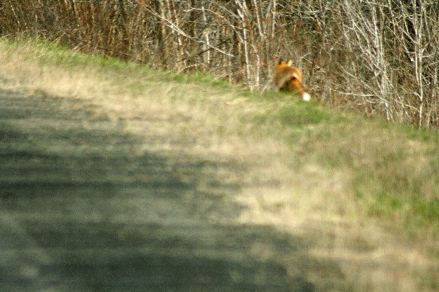 nature tales and camera trails: A second red fox sighting of the week
