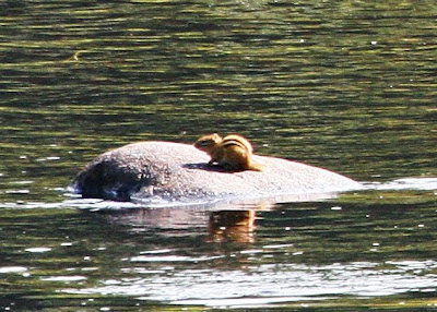 nature tales and camera trails: Can a Chipmunk Swim?