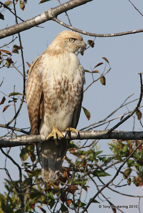 View from the Cape: Golden Eagle Kind of Day, Leucistic Red-tailed Hawk ...