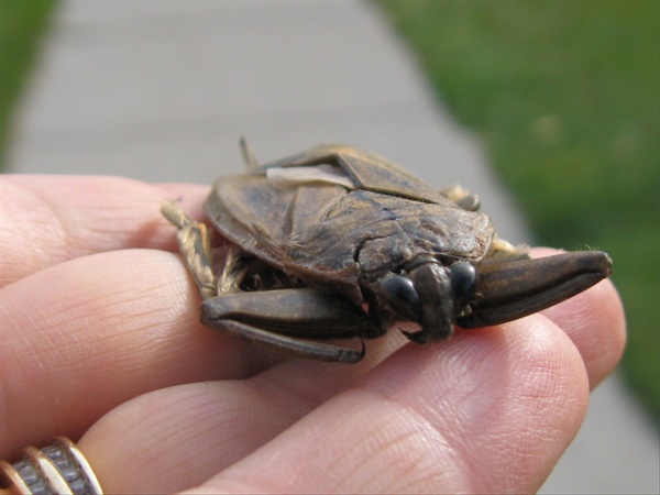 Nature Nut Lady: Toe-Biter, Part II