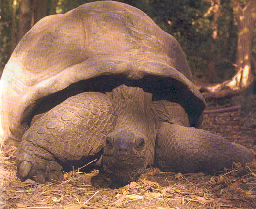 Escritos de Rufina: Owen & Mzee