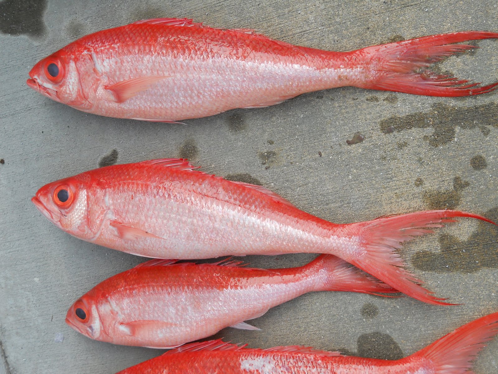 Anne with an E that's me: Another Good Day of Fishing (sort of)