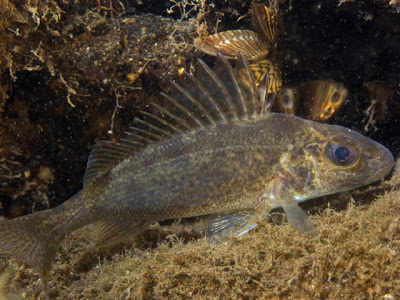 Sascha Müller - Reisen & Tauchen: Kaulbarsch (Gymnocephalus cernua)