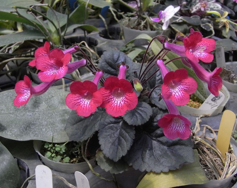 Pirate's Playground: early summer of mini-sinningias