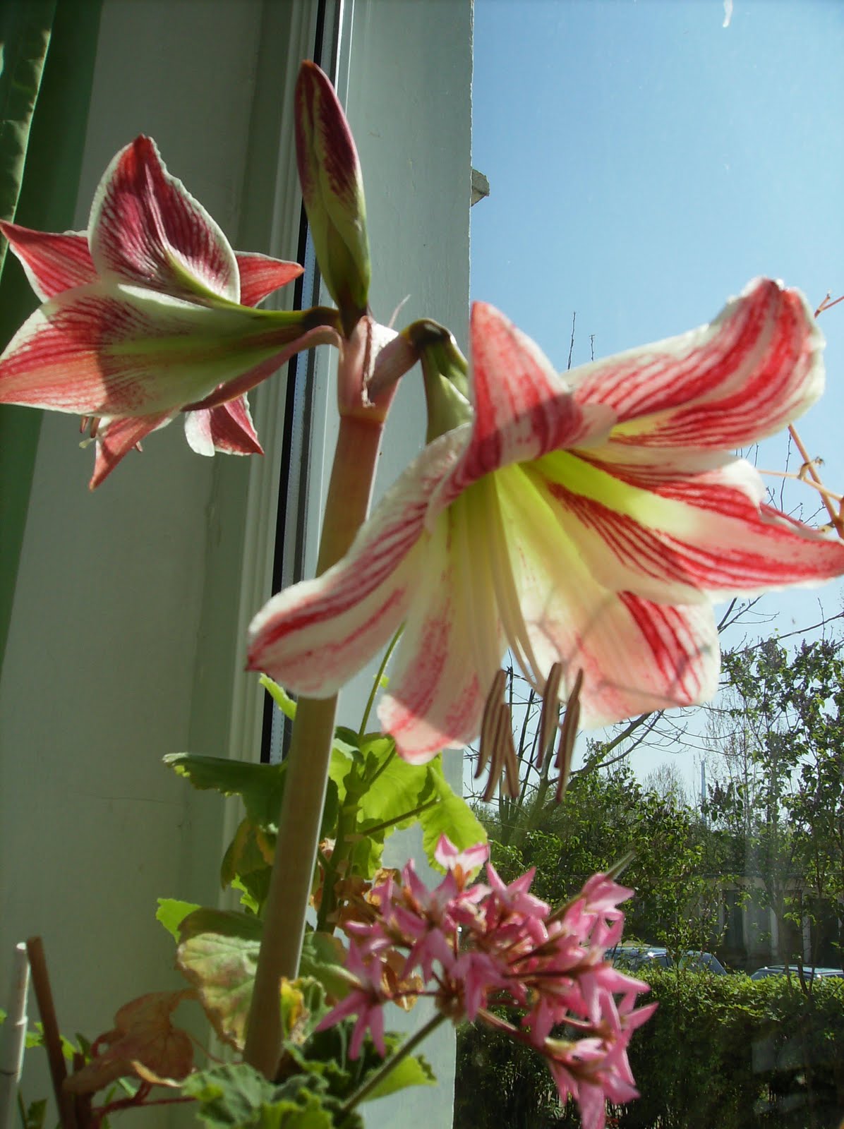 Andreea: Crinul din ghiveci ... astazi a facut flori. Yupiii!