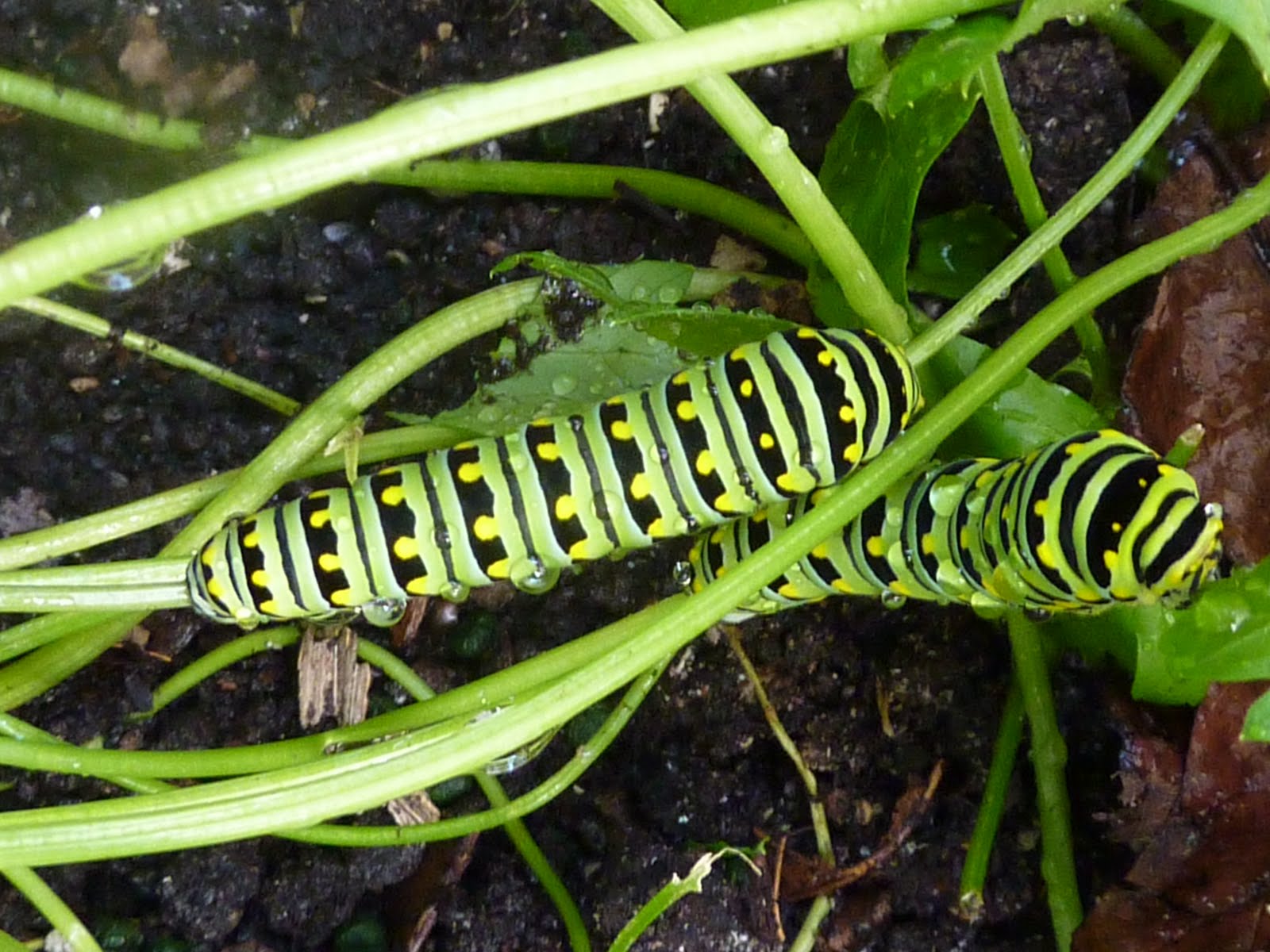 The Worm Girl News Black Swallowtail In The Caterpillar Stage the-worm-girl-news-black-swallowtail-in-the-caterpillar-stage