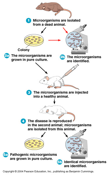 fungi in science: Koch's Postulates