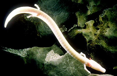 Biozarro, Você nunca imaginou o quanto.: Peixe Humano (Proteus anguinus)