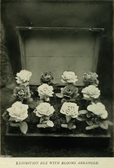 Roses for English Gardens: Roses for exhibition - at the exhibition