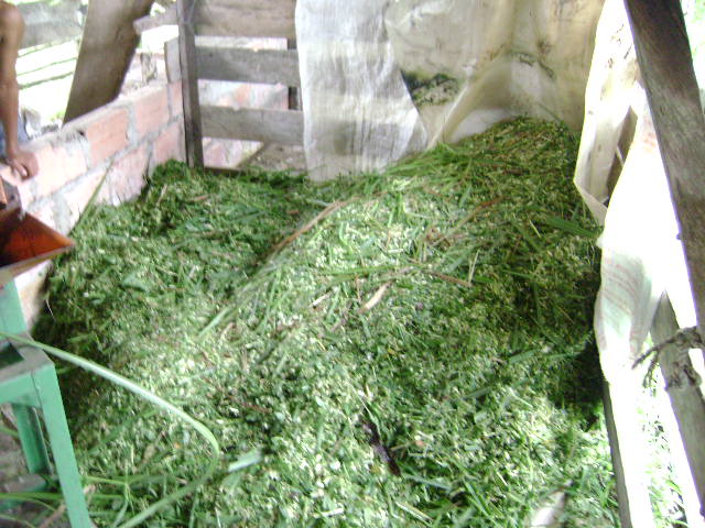 PROCESO PARA UN ENSILAJE