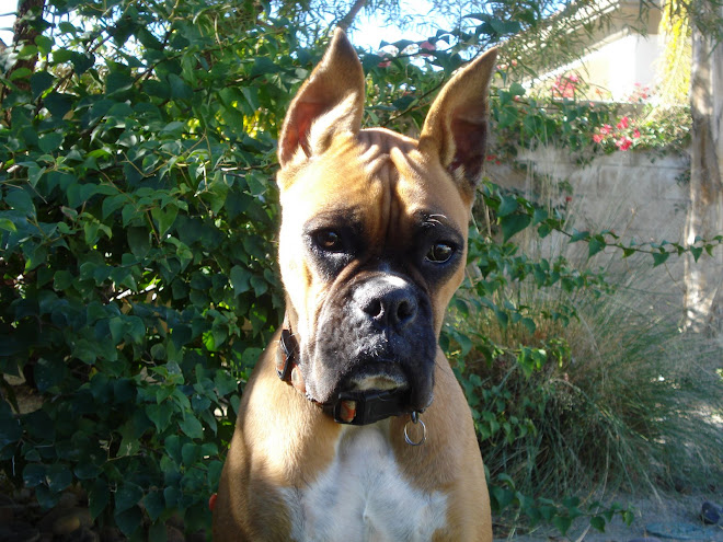 Wilson's day at the dog park dog blog