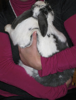 The Rabbit Advocate: How to Pick Up a Rabbit