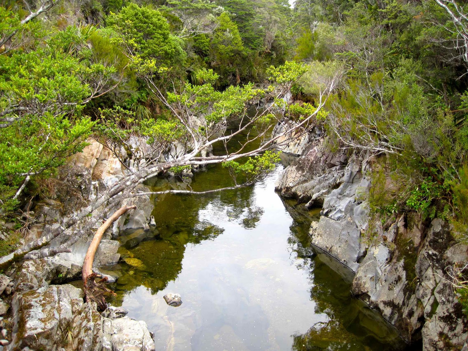 Carolyn in Aotearoa: Heaphy Track, Day Two: Perry Saddle Hut to Saxon ...