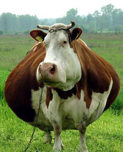 Journey 66 -- Walking the Bible Day by Day: "Cut the Music, You Fat Cows!"