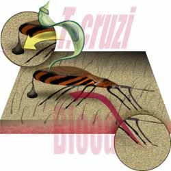 Sepa identificar un verdadero Chipo