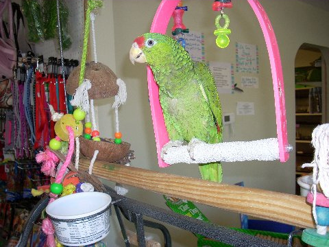 Birdie Bird Pet Shop: Welcome to Birdie Bird Pet Shop!