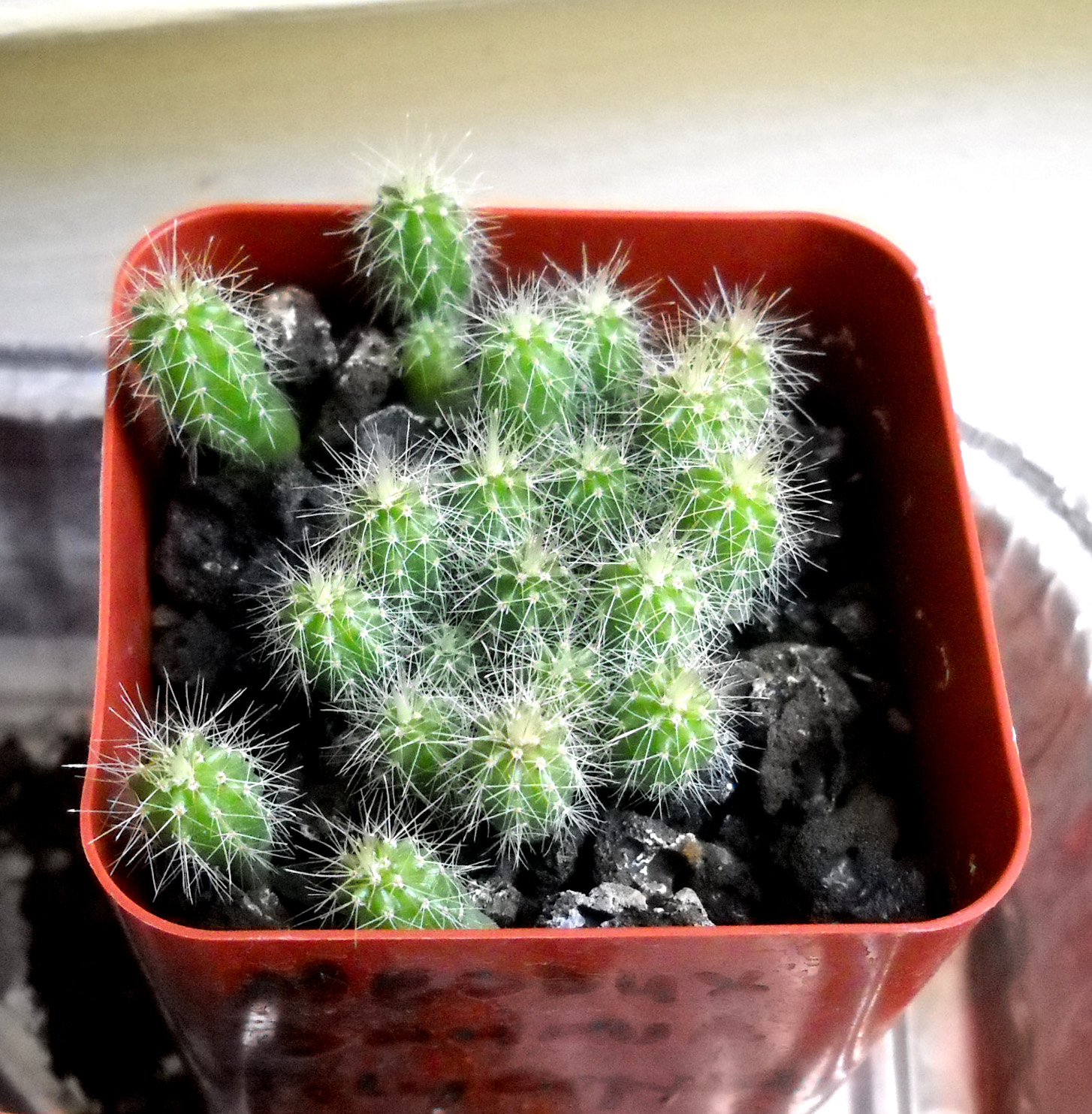 The Flat Tire: Weekend Cactus Update!