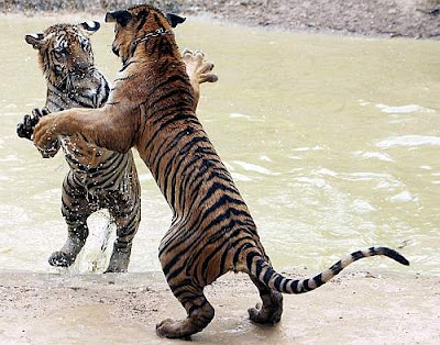 imagefun: tigri