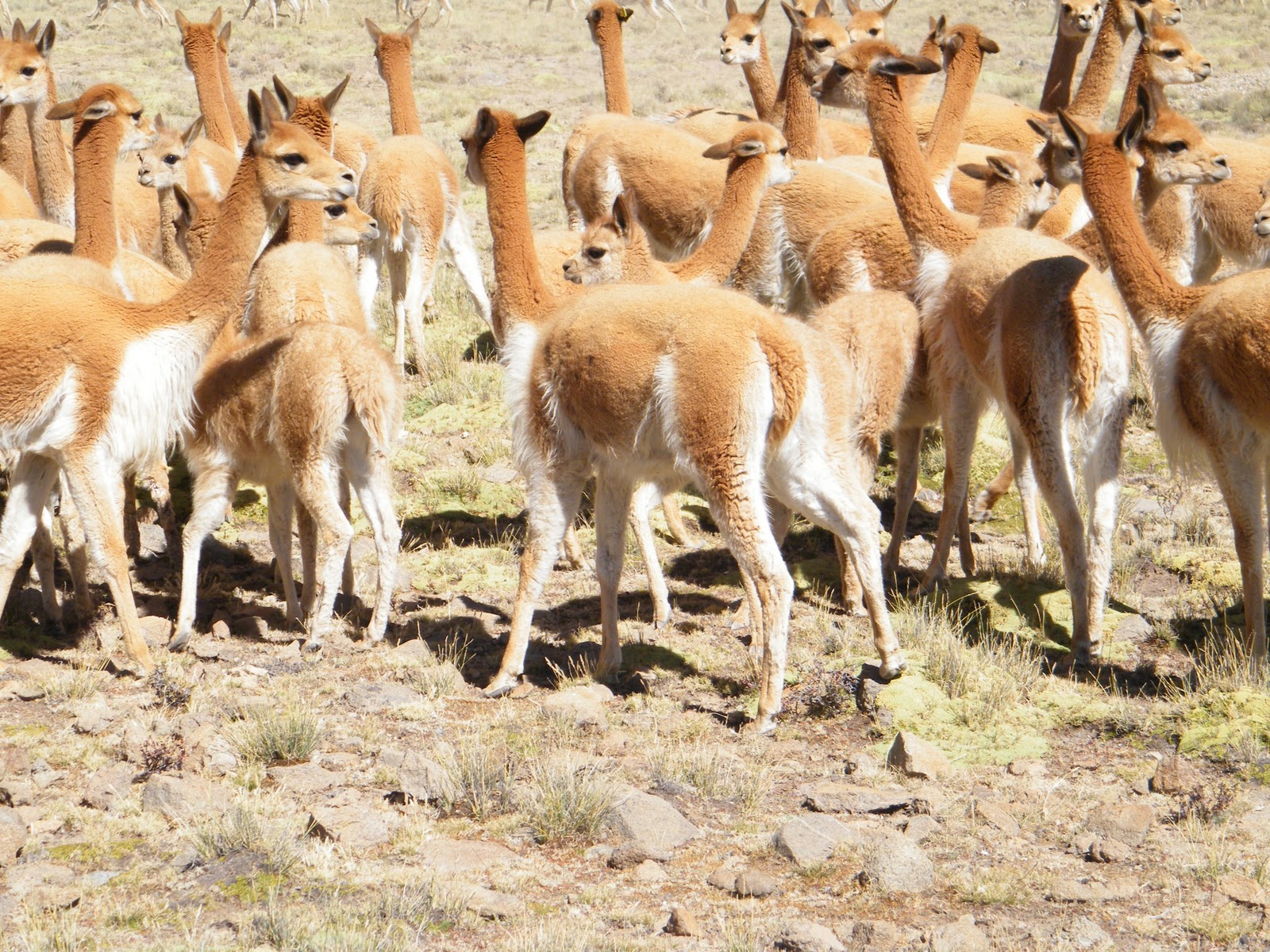 AGROVISUAL TV: Anuncian tradicional “chacu” de vicuña en Picotani