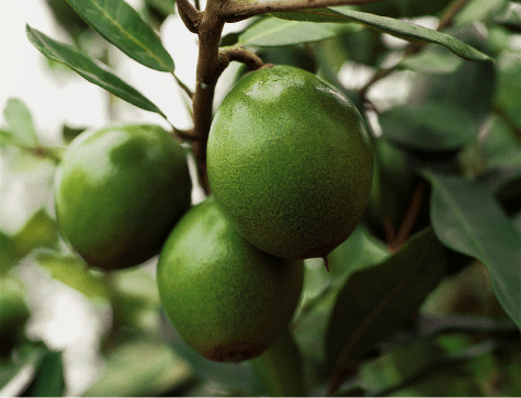 Bondades Peruanas: La Lúcuma, fruta legendaria del Perú.