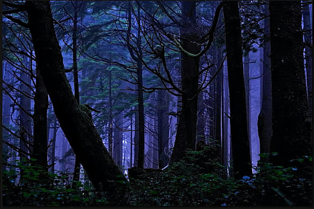 Descargando la Memoria/Unloading the Memory: Rainforest night magic: La ...