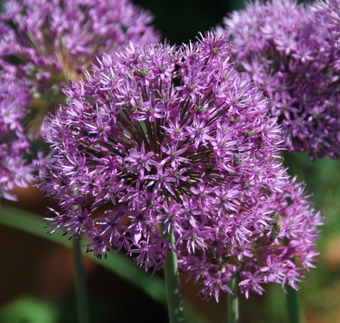 Photographer's Garden: SENSATIONAL PURPLE