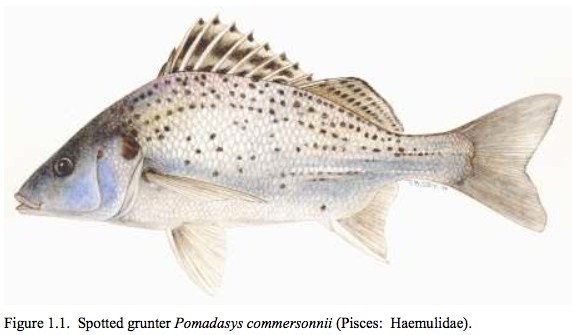 born to fly fish: The Ultimate Challenge part 2 - Spotted Grunter ...