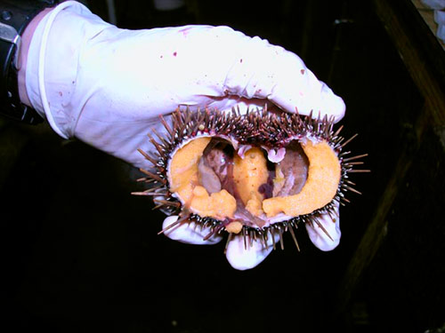 Kina - Seafood Treat