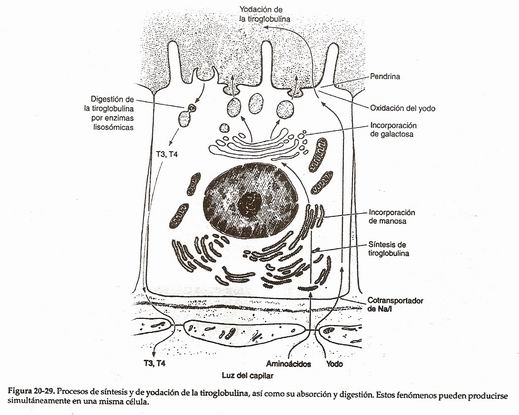 importancia de albuminas y globulinas: globulinas mas importantes.