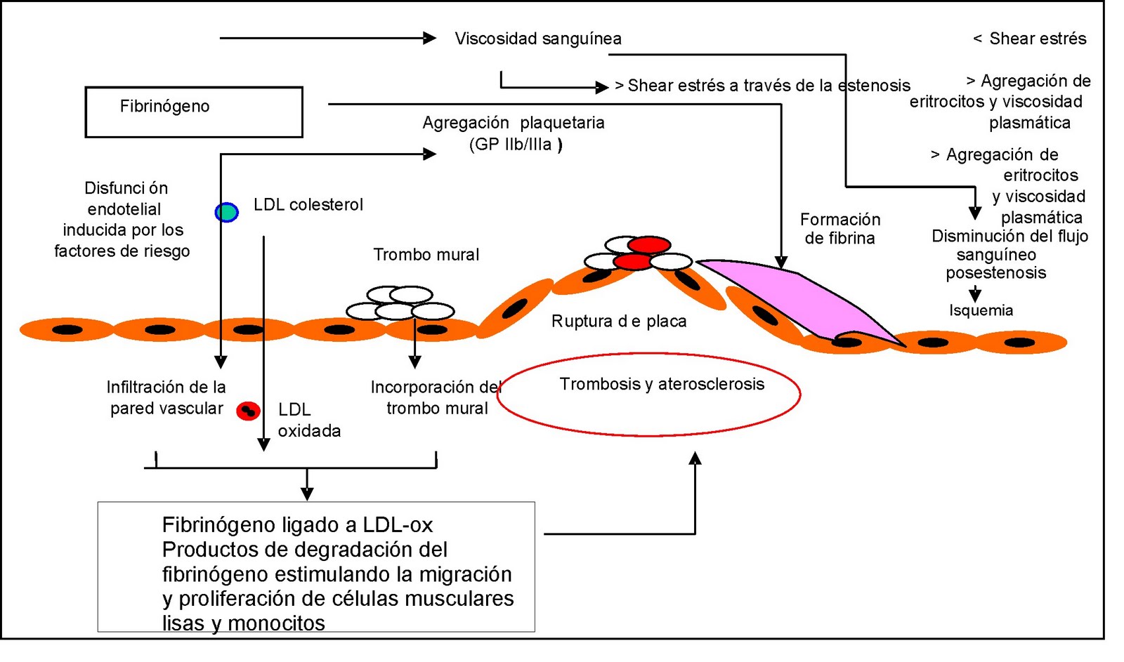 importancia de albuminas y globulinas