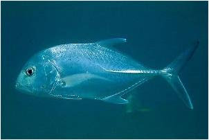 Fish Pond: Loko Pu'uone