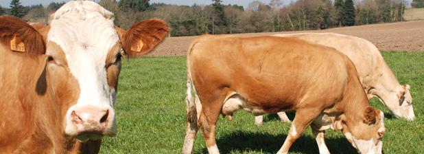 Les Prairies de Civergols: La Simmental-Française