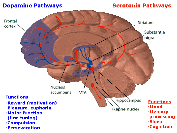 Neuroscience: Serotonin and the Link to Mood Disorders