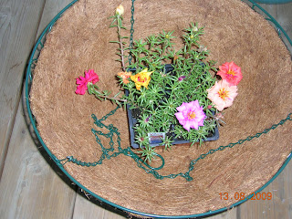 7 ft X 10 ft Garden Dream: Portulaca for hanging basket!