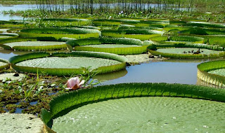 leyendas: la flor de irupe