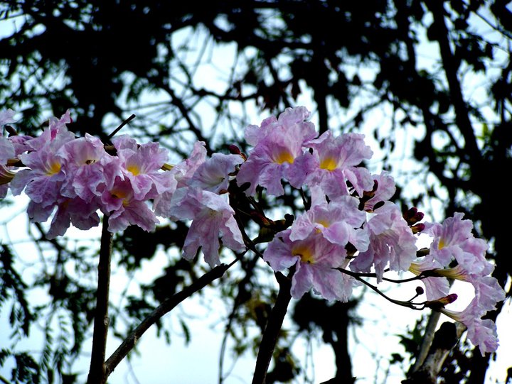 Crónicas de San Bernardino (Caracas): Apamates y flor de la reina ...