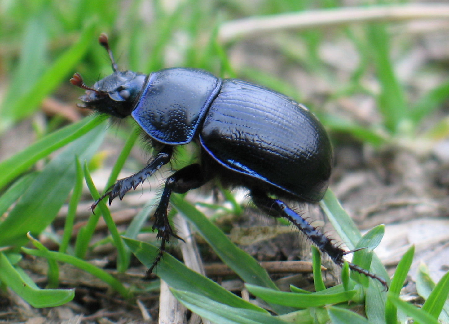 Naturalnie: Żuk leśny