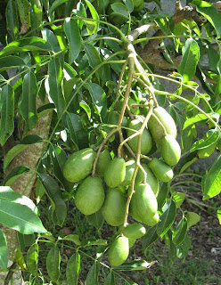 9 mois et plus Gwada: Prune de Cythere