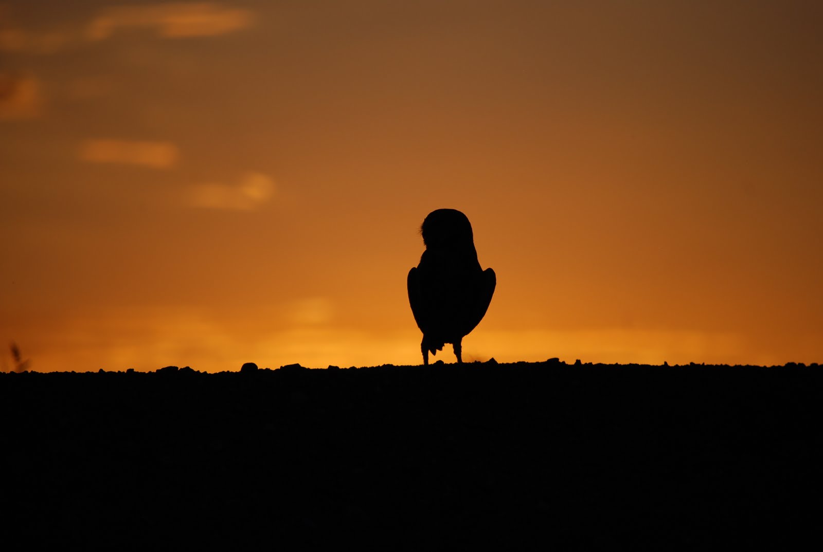 West Valley Daily Photo: Skywatch Friday - Owl in the Sunset