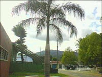 yesenia: palma botella