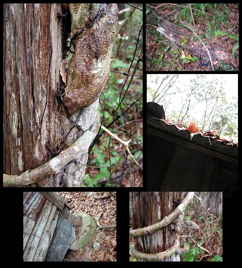 Lost Homes of Levy Co