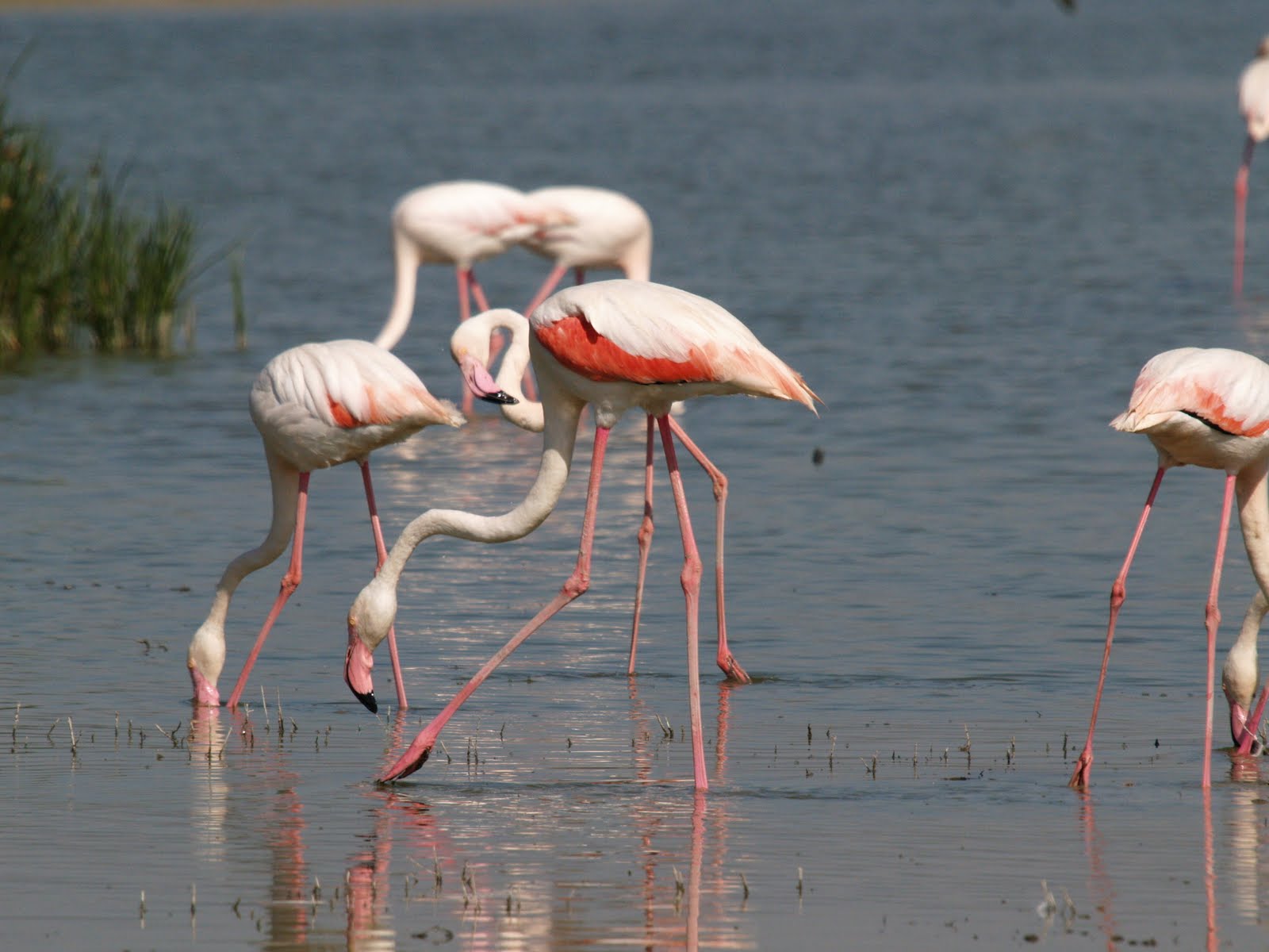 Mis Fotografias: Aves - Flamencos