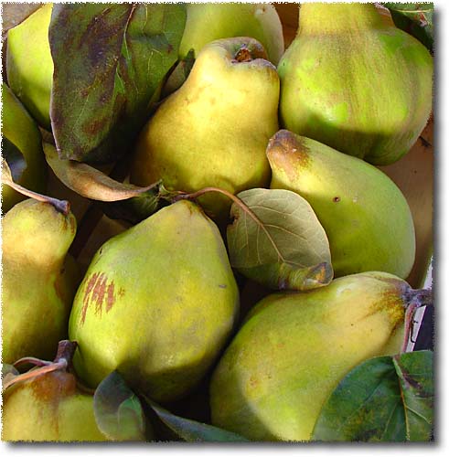 Buah SAFARJAL: Tanaman Buah SAFARJAL