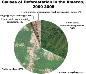 Amazonian Deforestation: Cattle Ranching in the Amazon