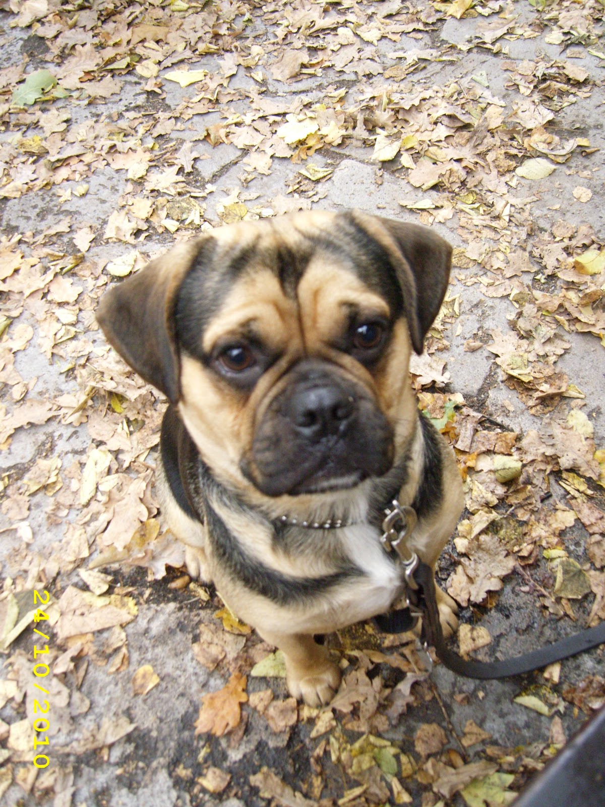 Puggle Elliot: Am 24.10.2010 habe ich meinen Halbbruder Charly ...