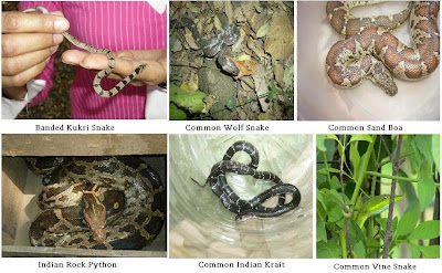 Plant & Animals Welfare Society - Mumbai: Common found Snake in ...